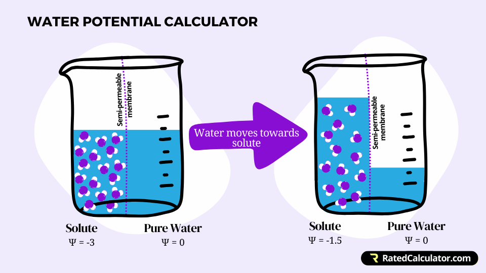 Water Potential Calculator | With Formula, Examples, & Diagrams