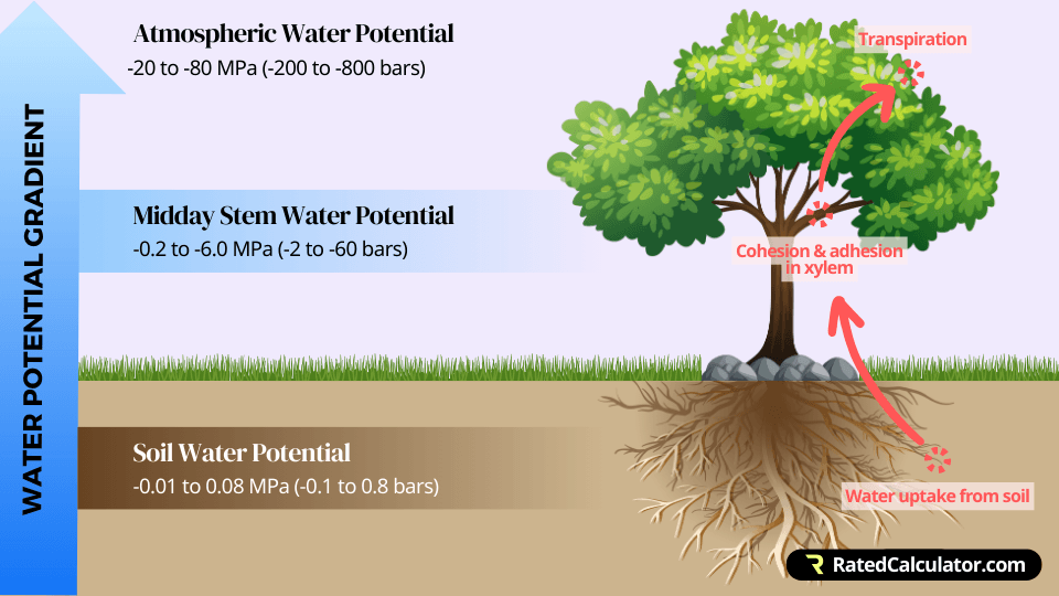Water Potential Calculator | With Formula, Examples, & Diagrams