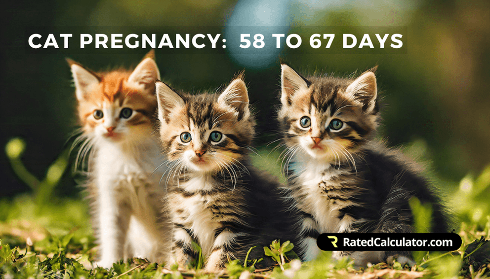 Cat Pregnancy Calculator & Chart | Calculate Feline Gestation & Due Date
