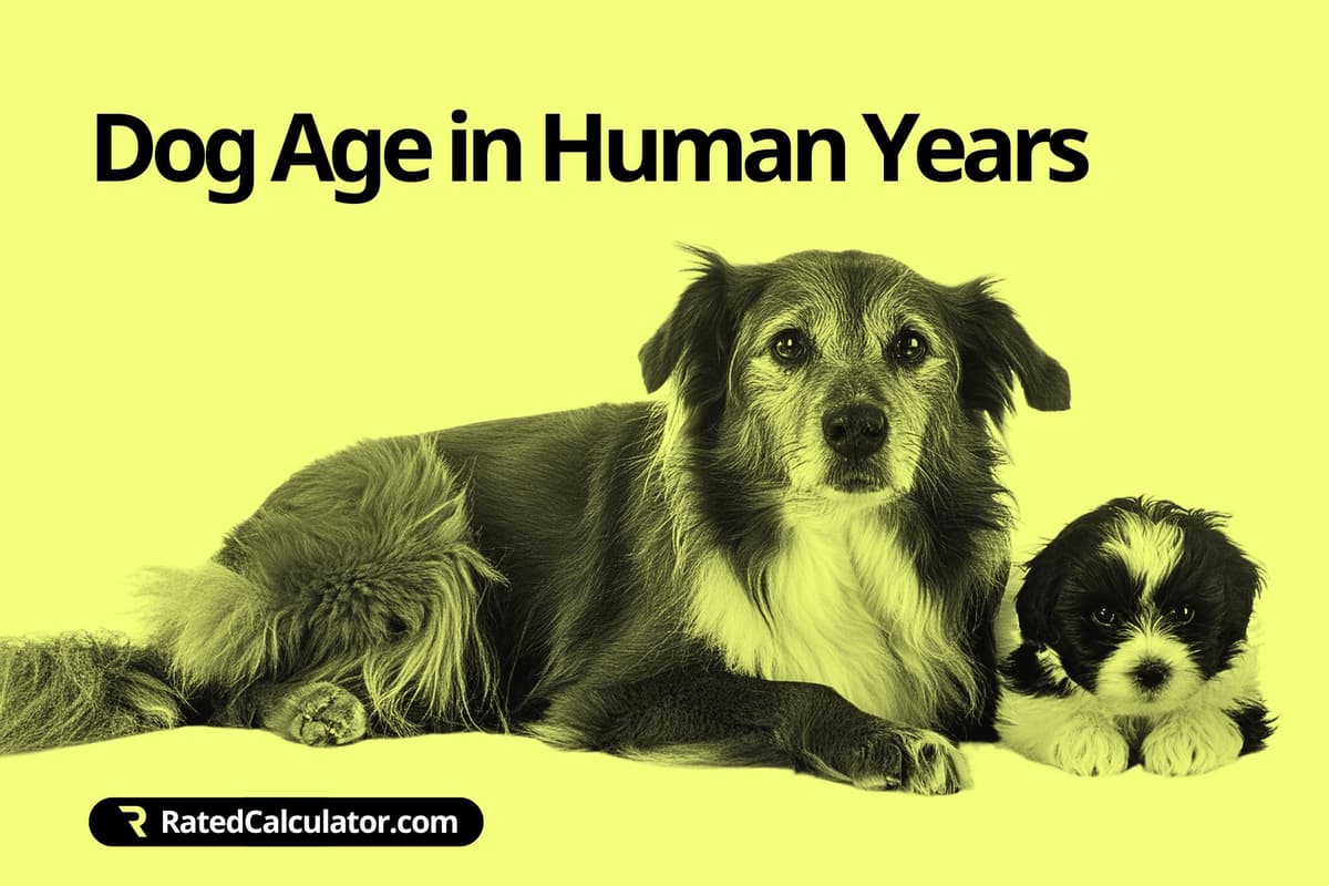 Dog Age Calculator | Convert Dog Years to Human Years