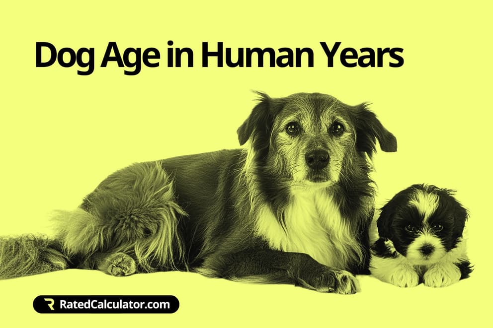 Calculadora de edad del perro | Convertir años caninos en años humanos