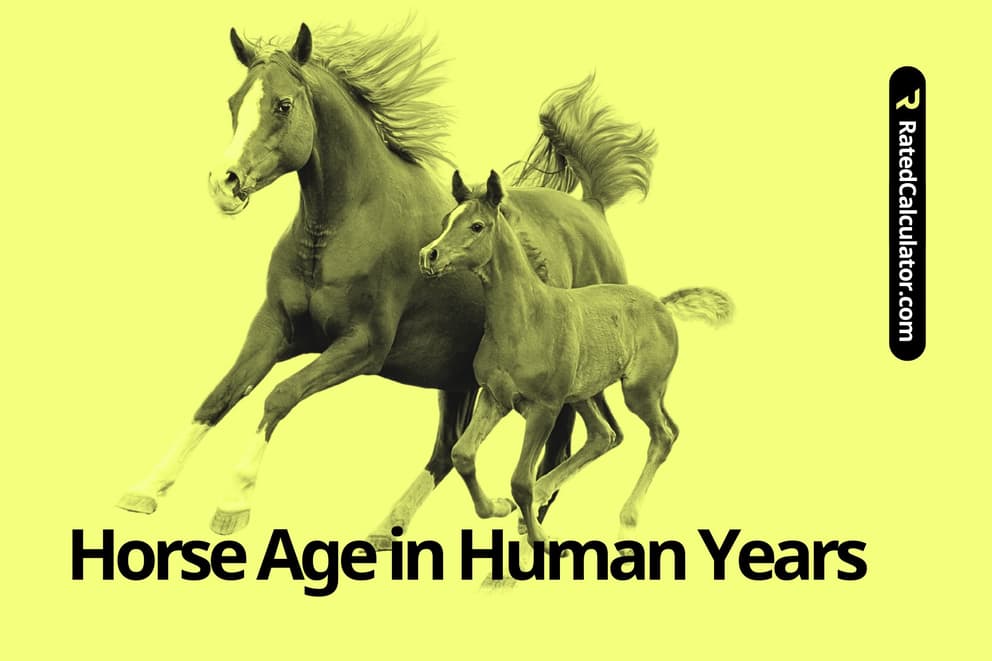 Horse Years to Human Years Calculator | Convert Horse Age